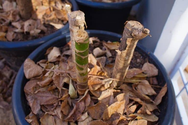 Dracaena Leaves Falling Off 7 Causes And Solutions Garden For Indoor dracaena-leaves-falling-off-7-causes-and-solutions-garden-for-indoor