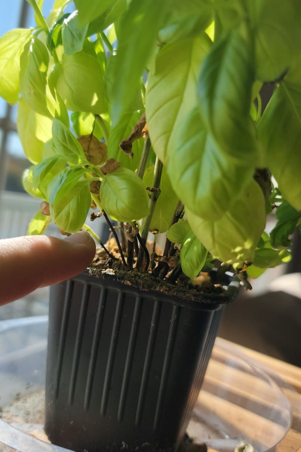 How To Cut Basil So It Continues To Grow - Garden For Indoor