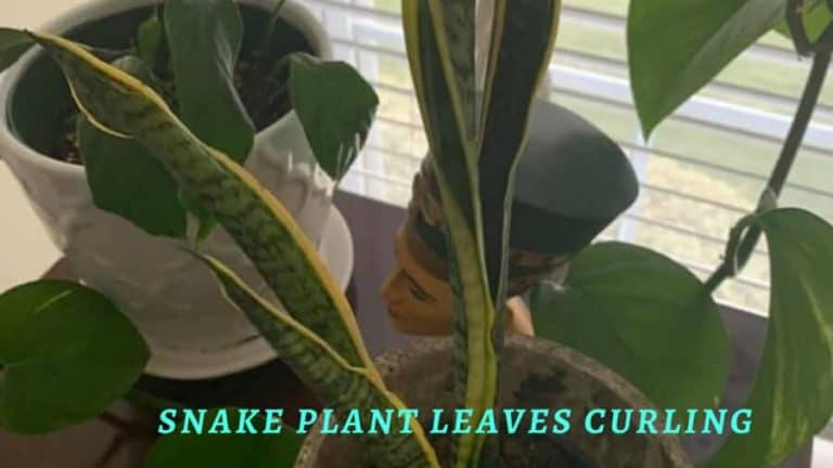 10 Ways To Stop Snake Plant Leaves Curling (Expert Weighs In) - Garden ...