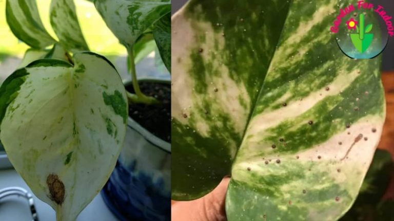 Causes Of Brown Spots On Pothos (with Treatment) - Garden For Indoor