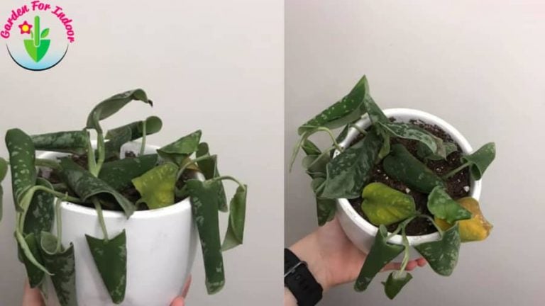 Pothos Root Rot (Sings, Causes And Treatment) - Garden For Indoor