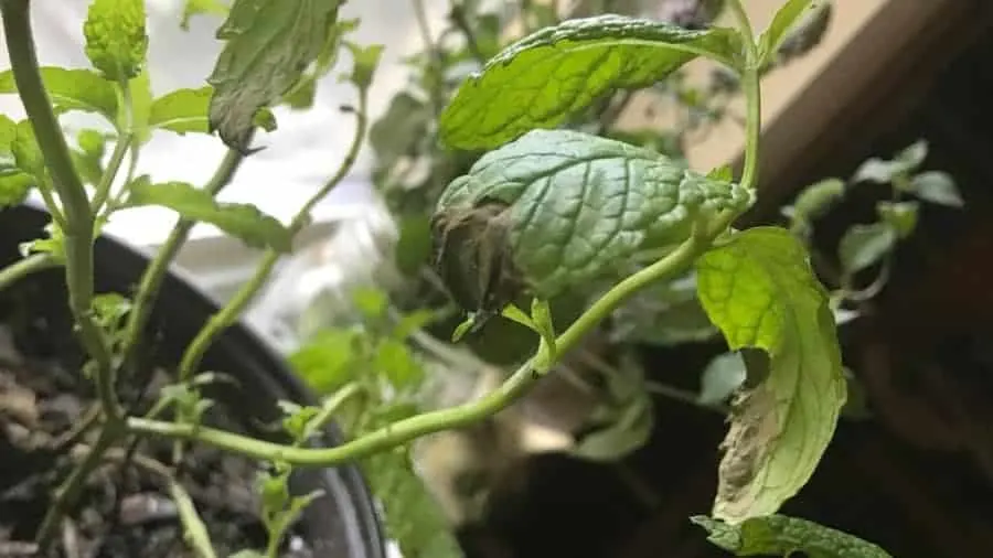 Why Are My Mint Leaves Turning Brown And How To Fix It Garden For