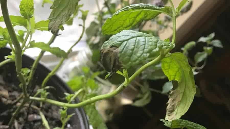 Why Are My Mint Leaves Turning Brown And How To Fix It Garden For