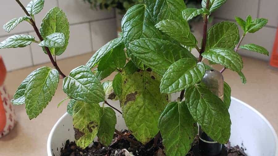 Why Are My Mint Leaves Turning Brown And How To Fix It Garden For