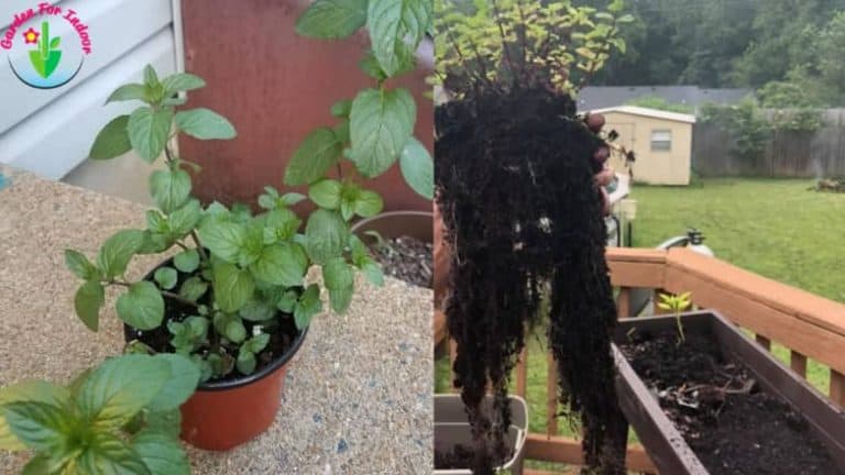 How Deep Do Mint Roots Go? (Planting Depth Guide!) - Garden For Indoor