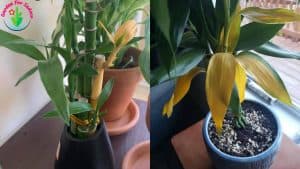 Lucky Bamboo Root Rot (Signs, Causes, And Treatment) - Garden For Indoor