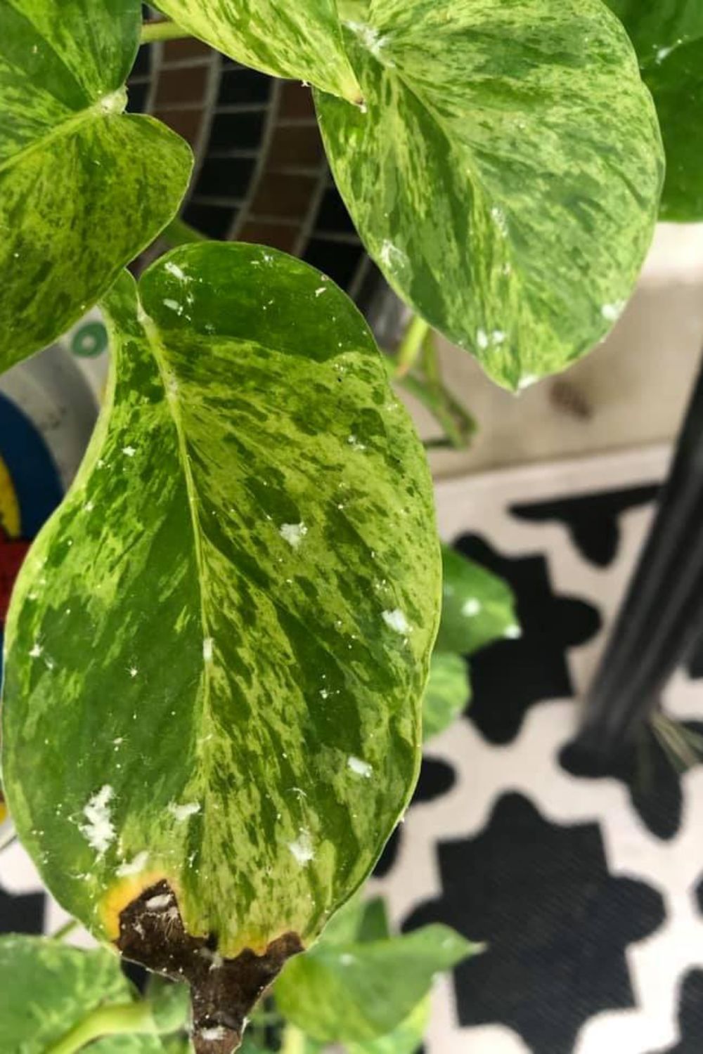 7 Warning Signs That You’re Overwatering Your Pothos - Garden For Indoor