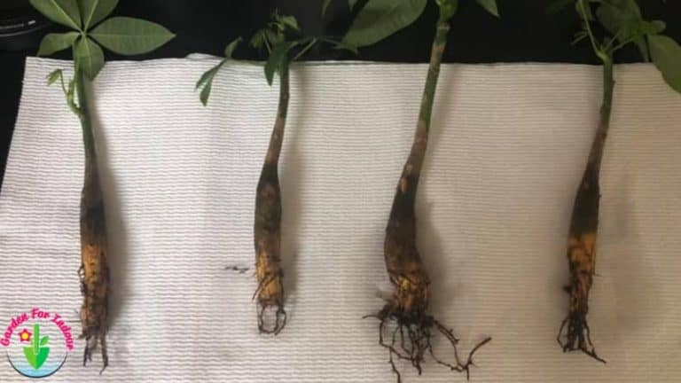 How To Save Money Tree From Root Rot 3 Easy Steps Garden For Indoor how-to-save-money-tree-from-root-rot-3-easy-steps-garden-for-indoor