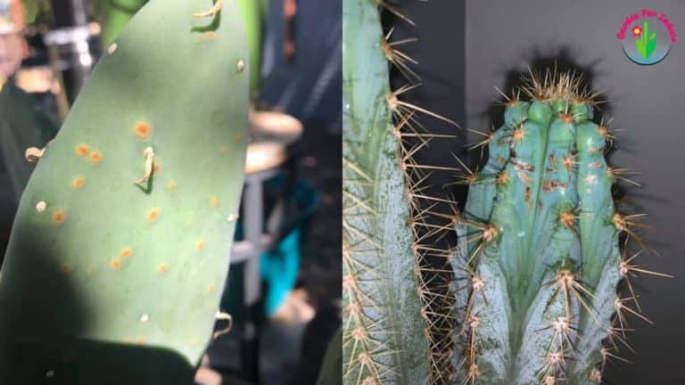 How To Get Rid Of Brown Spots On Cactus (And Prevention) - Garden For ...