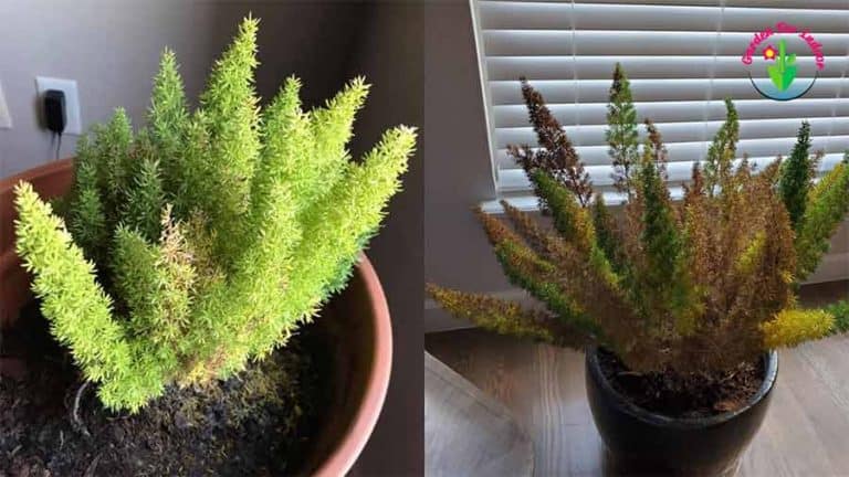 Signs Of Overwatered Fern (And How To Revive It) - Garden For Indoor