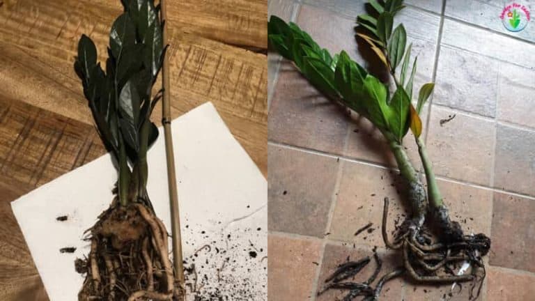 How To Save Zz Plant From Root Rot (Step By Step) - Garden For Indoor