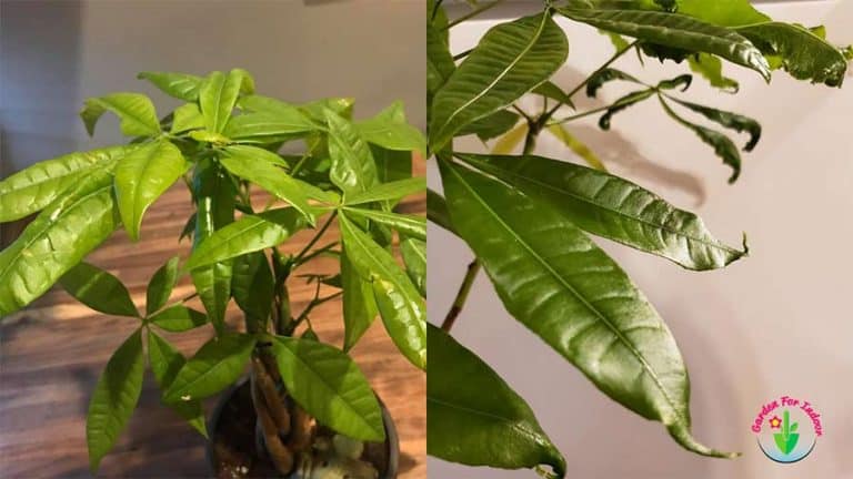 5 Causes Of Money Tree Leaves Curling And How To Fix It Garden For 5-causes-of-money-tree-leaves-curling-and-how-to-fix-it-garden-for