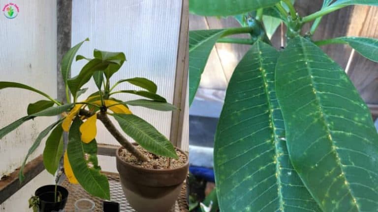8 Steps To Save Overwatered Plumeria (With Vital Signs) - Garden For Indoor
