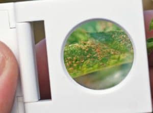 How To Get Rid Of Bugs On Mint (10 Natural Ways) - Garden For Indoor