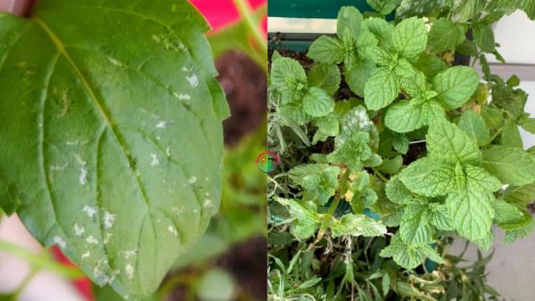 White Spots On Mint Leaves (Causes And Treatment) - Garden For Indoor