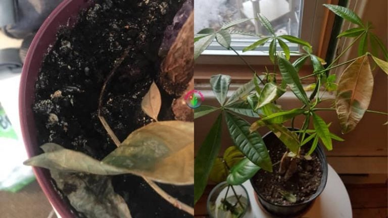 10 Causes Of Money Tree Leaves Drooping (And Solutions) - Garden For Indoor