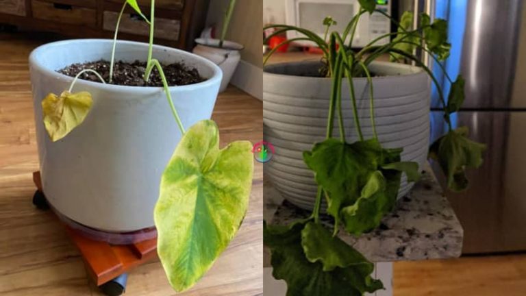 How Fast Do Elephant Ears Grow? (And How To Grow It Faster) - Garden ...