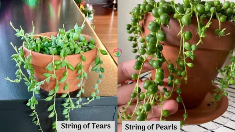 String Of Tears Vs String Of Pearls (Differences And Similarities ...