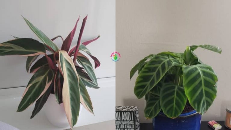 Calathea Root Rot (Signs, Causes, And Treatment) - Garden For Indoor