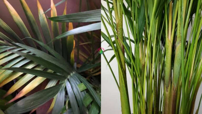 Palm Leaves Turning Brown (Causes And Solutions) - Garden For Indoor
