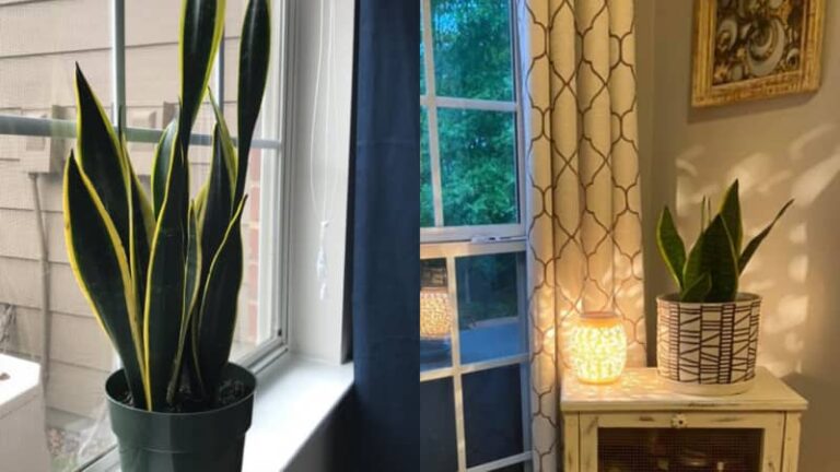 How Much Light Does A Snake Plant Need? (Solved!) - Garden For Indoor