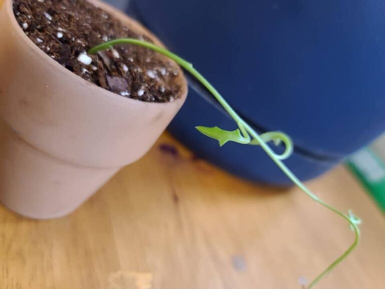 How To Propagate String Of Dolphins (Step By Step) - Garden For Indoor