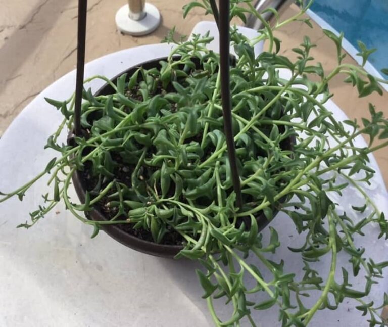 How To Propagate String Of Dolphins (Step By Step) - Garden For Indoor