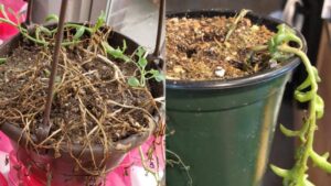 How To Propagate String Of Dolphins (Step By Step) - Garden For Indoor
