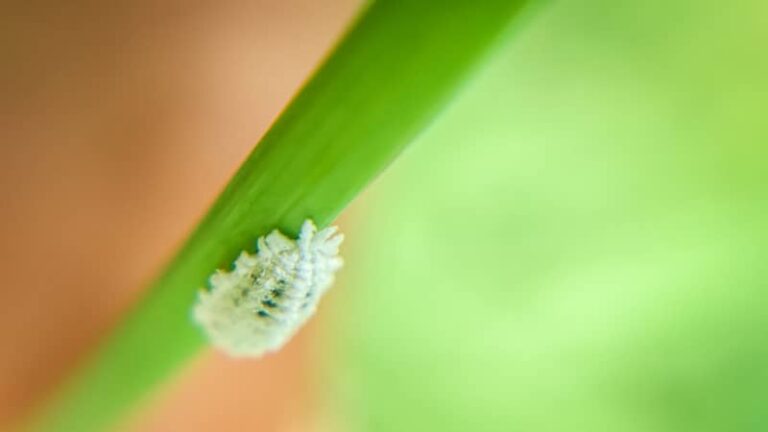 How To Get Rid Of Bugs On Mint (10 Natural Ways) - Garden For Indoor