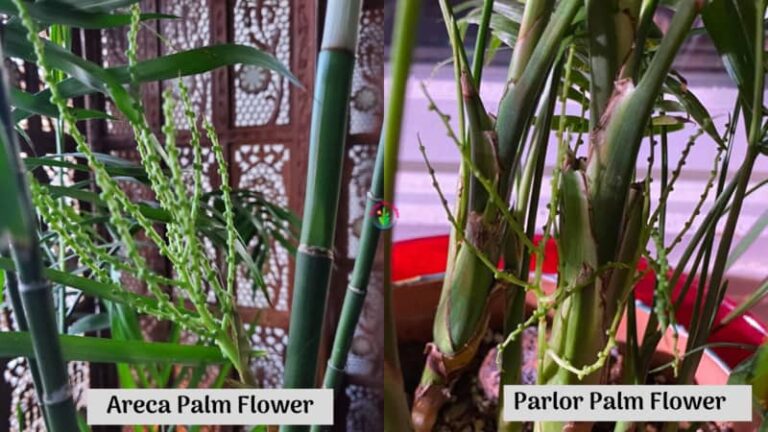 Parlor Palm Vs Areca Palm (5 Differences You Should Know) - Garden For ...