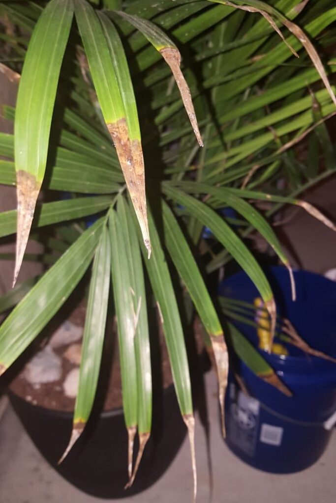 Palm Leaves Turning Brown (Causes And Solutions) - Garden For Indoor