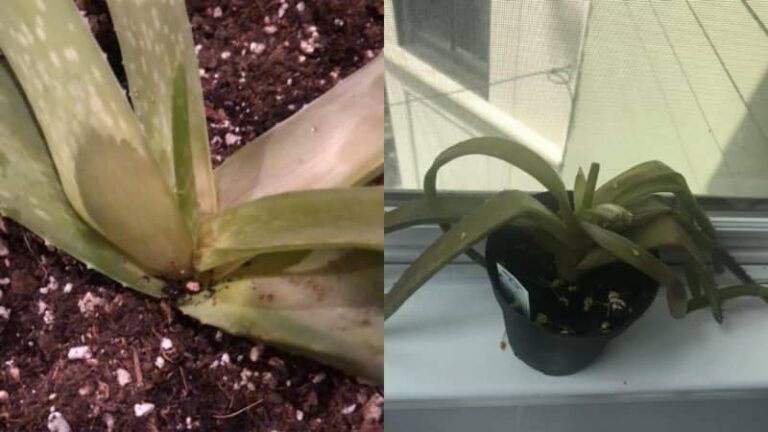 Why Is My Aloe Vera Dying? (Causes And Solutions) - Garden For Indoor