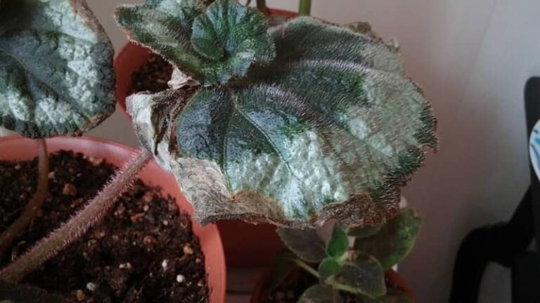 Why Are My Begonias Dying? (Signs And Solutions) - Garden For Indoor