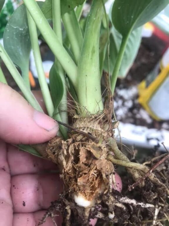 Identifying And Treating 11 Common Hosta Diseases (with Images ...