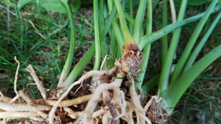 Identifying And Treating 11 Common Hosta Diseases (with Images ...