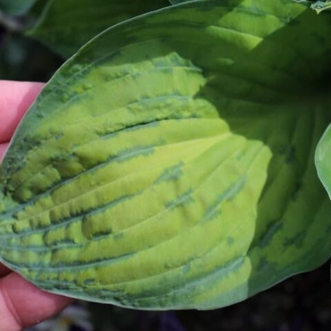 11 Common Hosta Diseases (Signs with Images And Treatment) – Garden For ...
