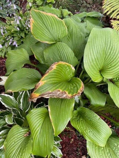 Identifying And Treating 11 Common Hosta Diseases (with Images ...