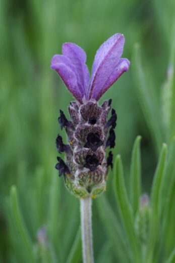 5 Most Drought Tolerant Lavenders (And How To Grow Them) - Garden For ...