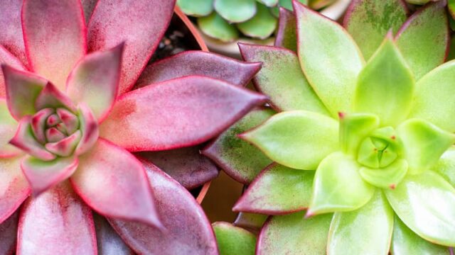 Color Change In Succulents (Explained!) - Garden For Indoor