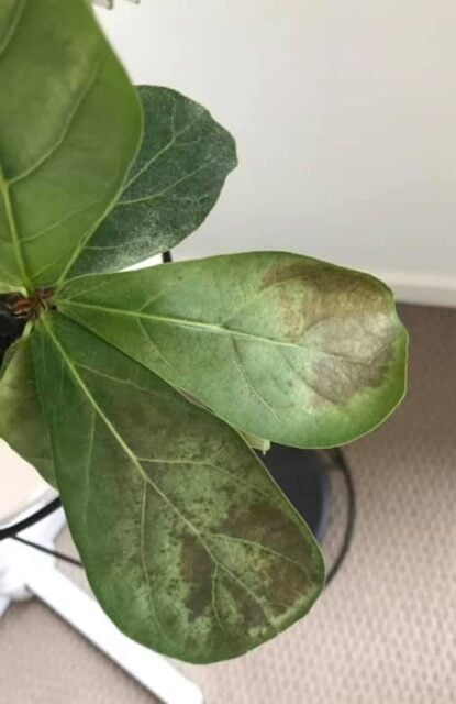 Diagnosing And Treating Brown Leaves On Your Fiddle Leaf Fig - Garden ...