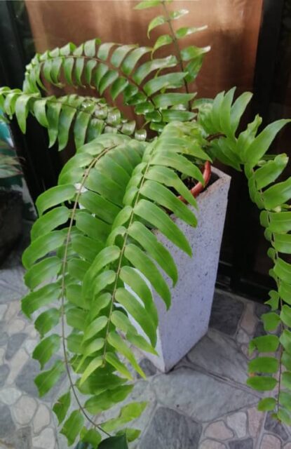 Macho Fern Vs Boston Fern (What’s The Difference?) - Garden For Indoor