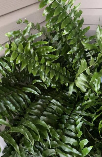 Macho Fern Vs Boston Fern (What’s The Difference?) - Garden For Indoor