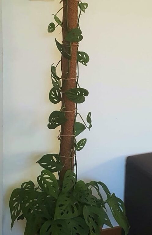 How To Train Monstera Adansonii To Climb - Garden For Indoor