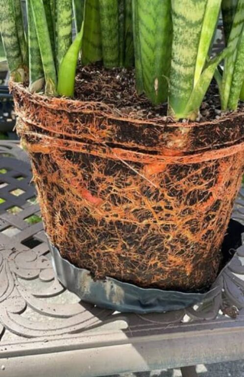 Root Bound Snake Plant (Symptoms And Solutions) - Garden For Indoor