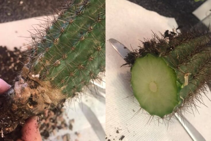 Reviving A Dying Cactus: Tips For Overwatering Recovery - Garden For Indoor
