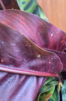 Faszinierend Calathea Weie Punkte Blattunterseite Bild