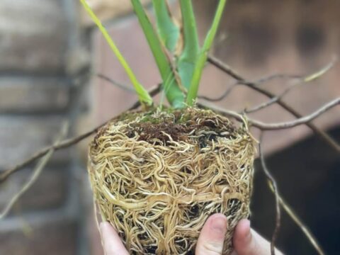 8 Ways To Reduce Monstera Transplant Shock - Garden For Indoor