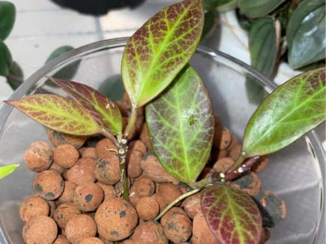 How Do You Sun Stress Your Hoya? - Garden For Indoor