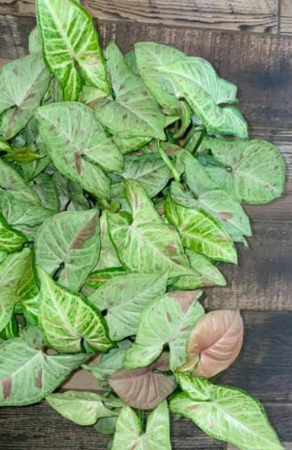 Syngonium Variegata Care Guide (12 Types With Pictures) - Garden For Indoor