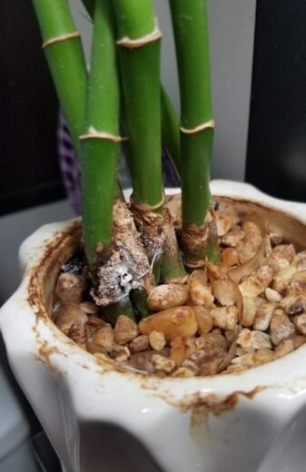 Lucky Bamboo Turning Brown (Causes And Treatment) - Garden For Indoor